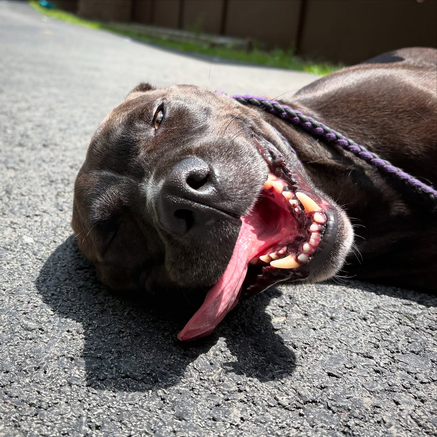Canine Good Citizen - Bowser Dog Services